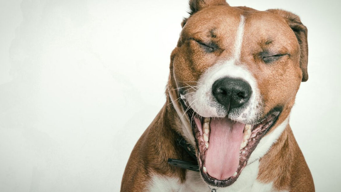 Γιατί οι σκύλοι χασμουριούνται – Περισσότερο από απλή νύστα - Γόβα Στιλέτο