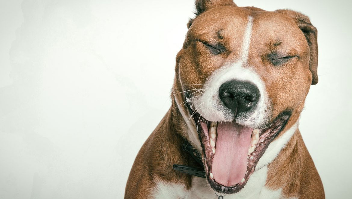 Γιατί οι σκύλοι χασμουριούνται – Περισσότερο από απλή νύστα - Γόβα Στιλέτο